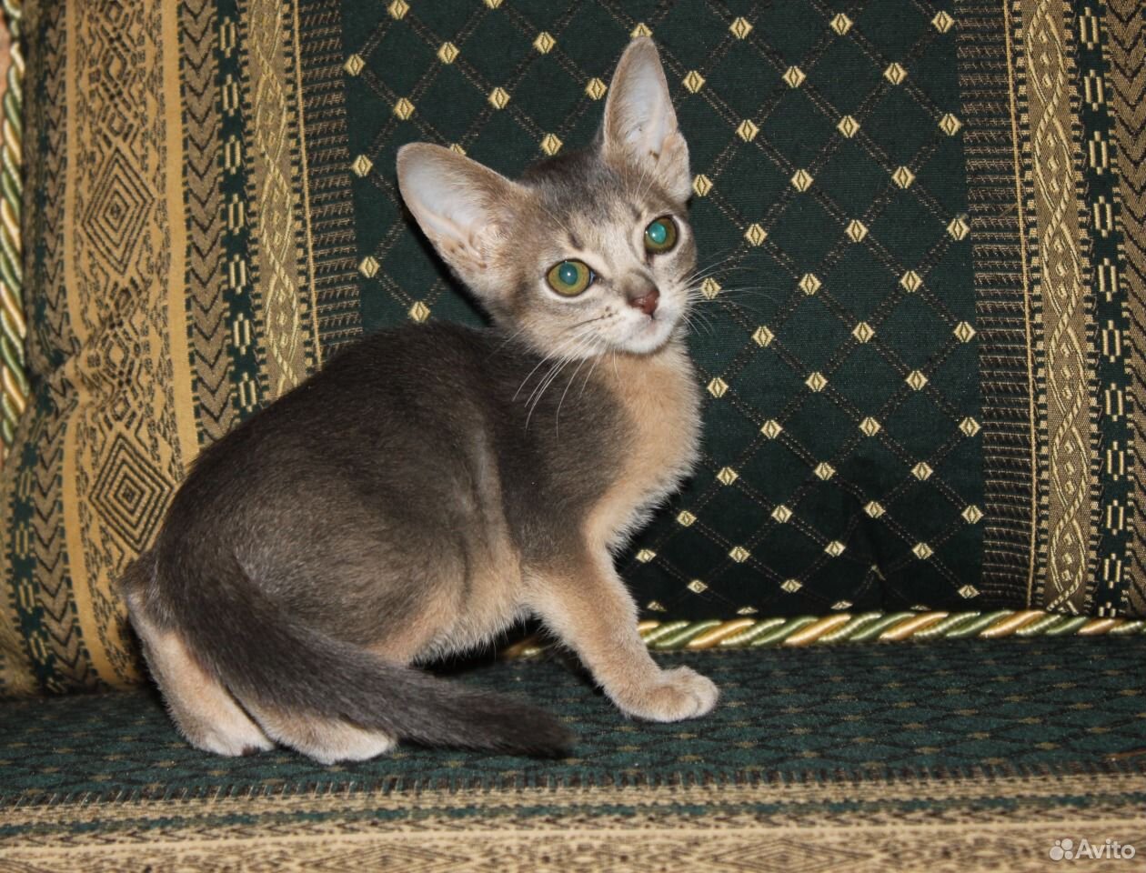 Голубая абиссинская кошечка