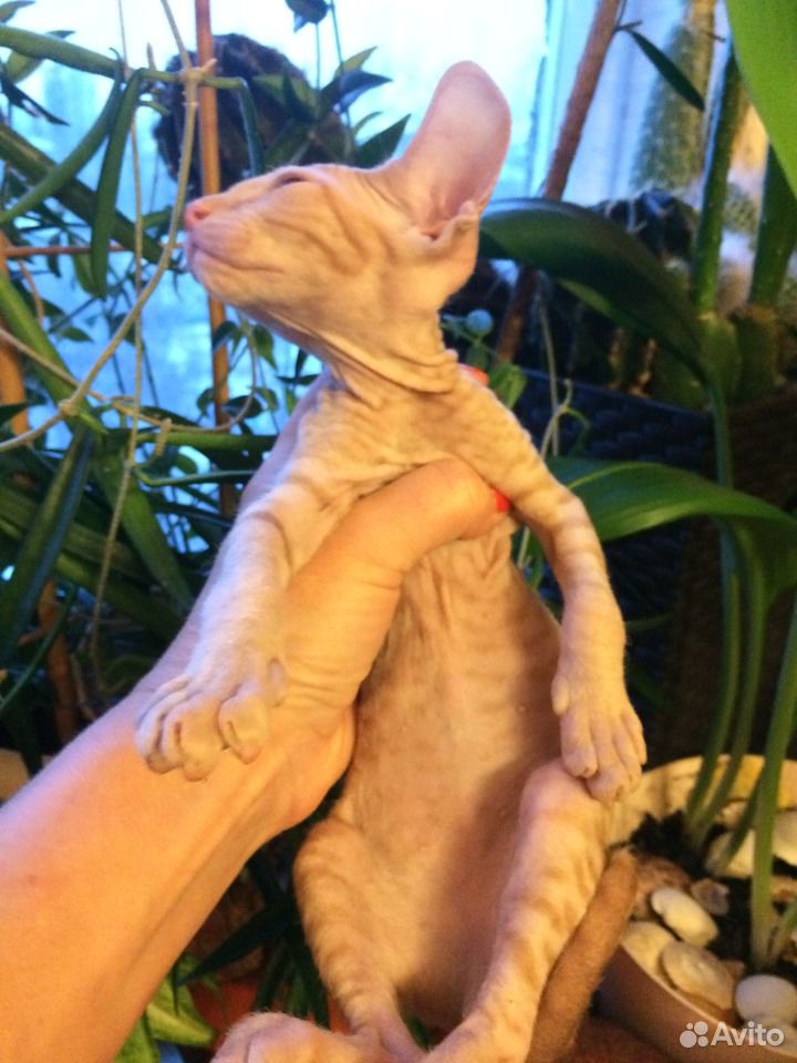 Пластилиновый тигрёнок -сфинксенок,2 мес