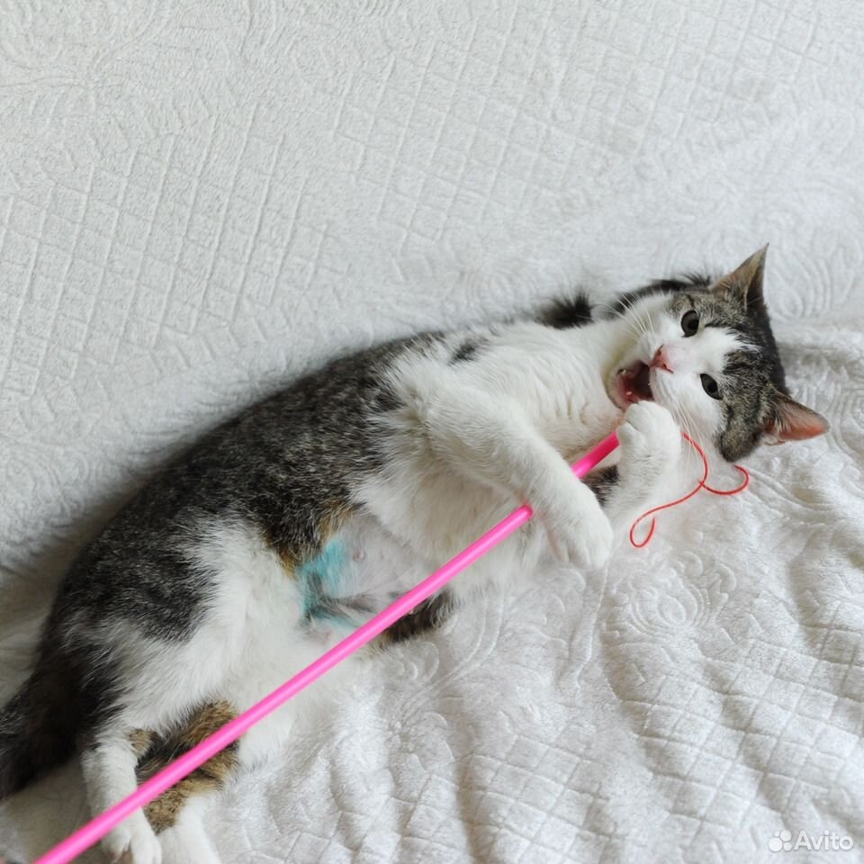 Кошка Глаша в добрые руки. 1,5 года