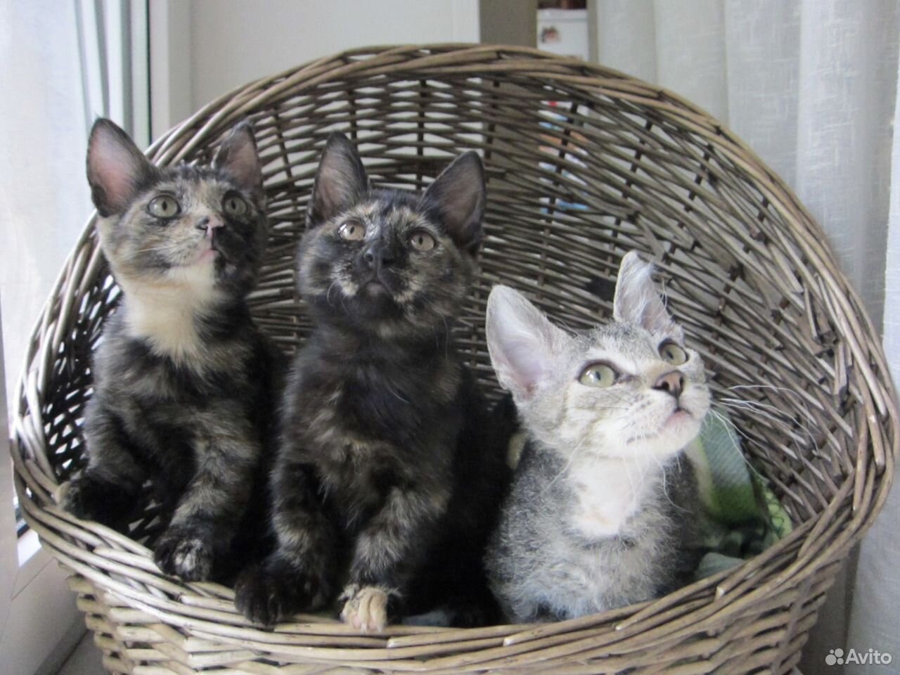 Манчкинятки