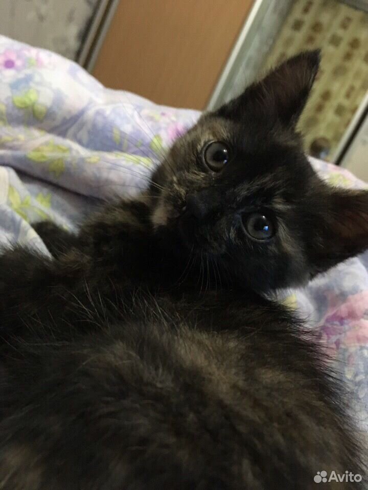 Кошечка ищет дом