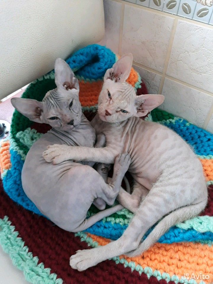 Котята Донского сфинкса