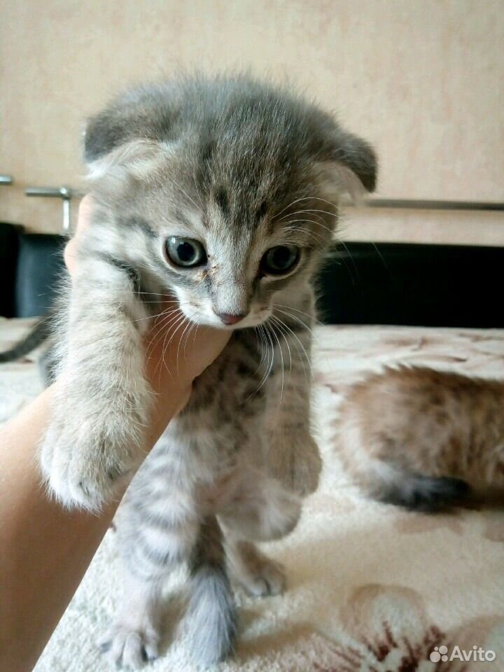 Котят в добрые руки