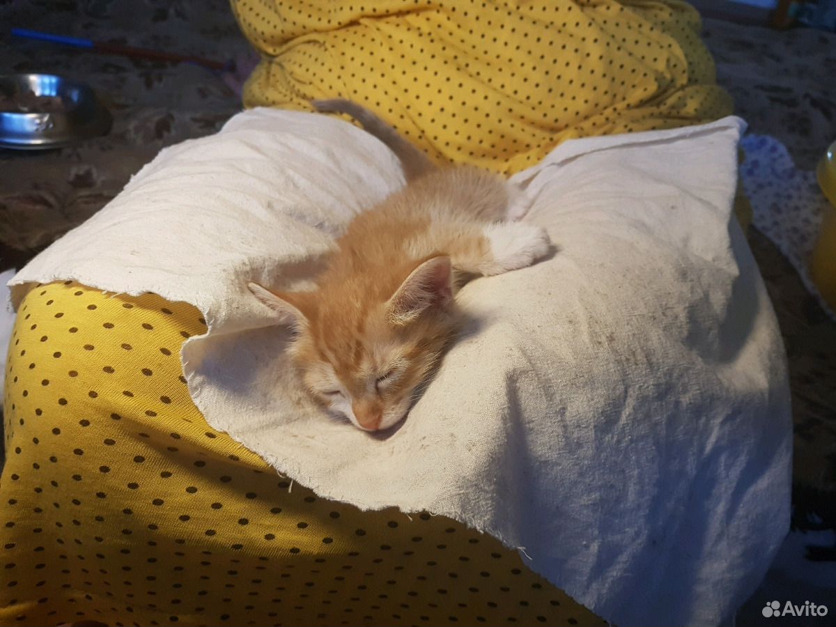 Ласковый месячный рыжий котёнок ищет дом