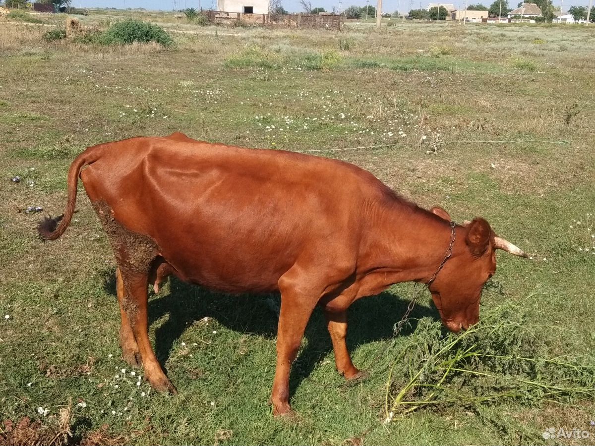 Корова с телочкой