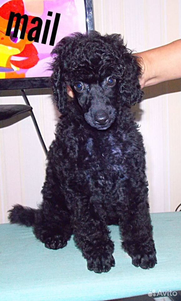 Пудель малый, черного окраса