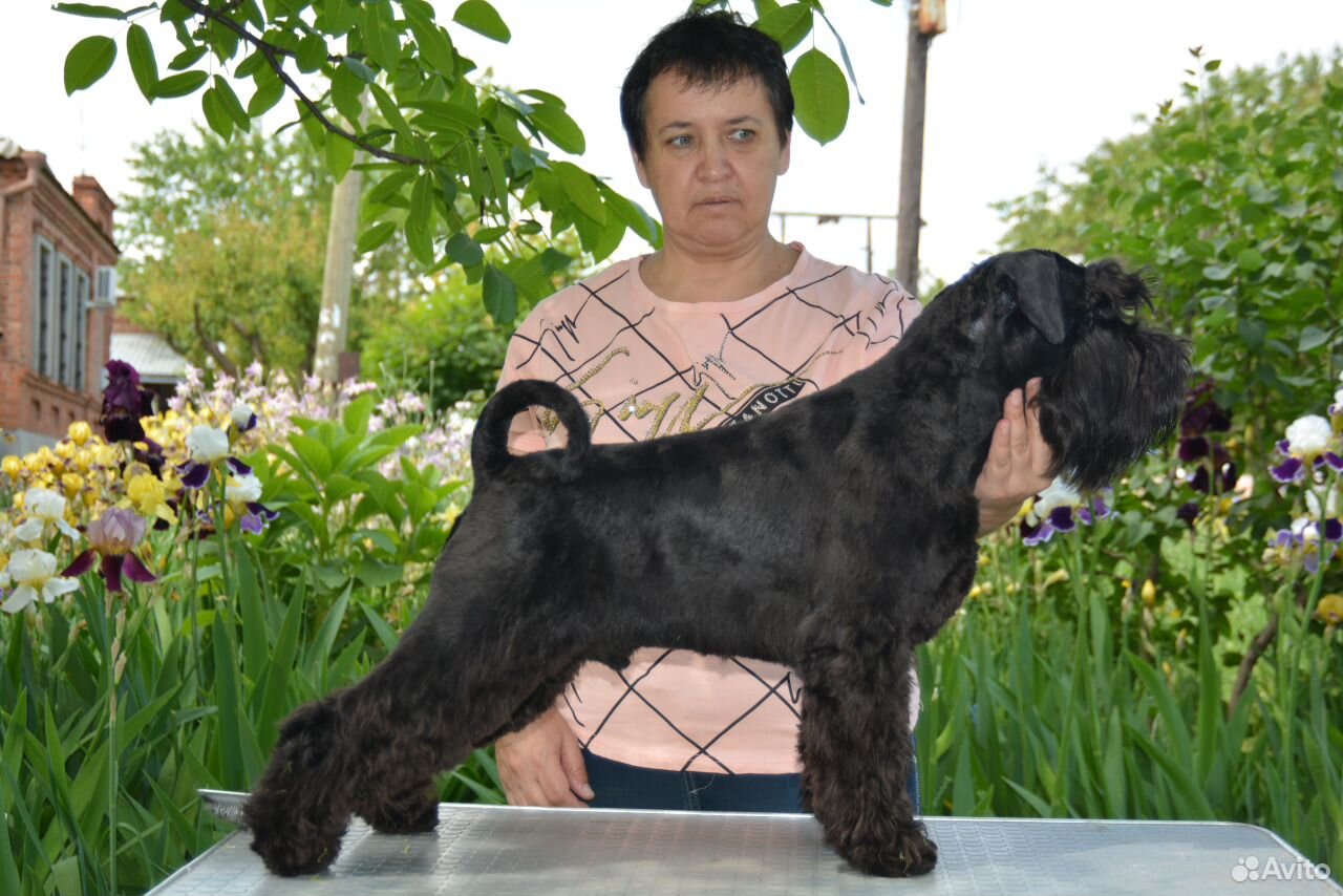 Черный Мачо