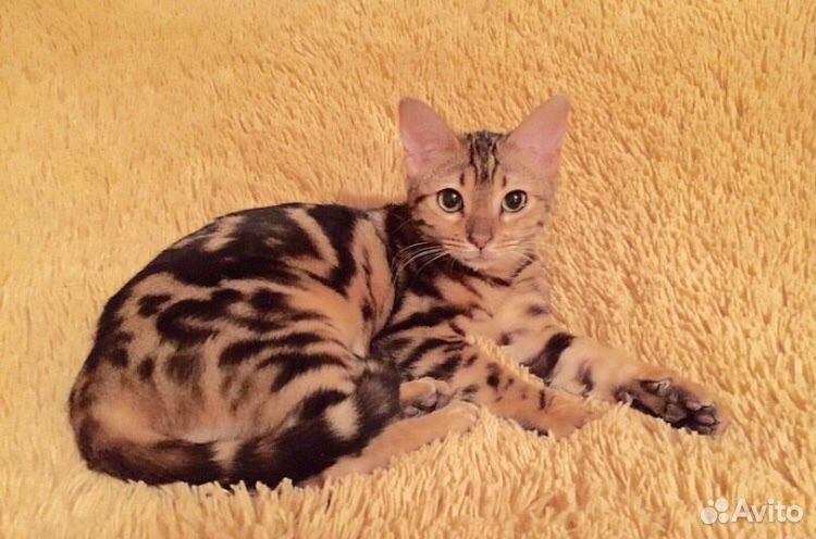 Мраморный Бенгал