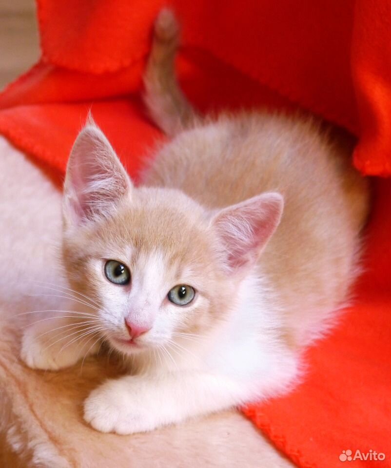 Рыжий котенок сладкий ребенок