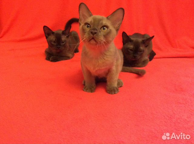 Котятки- бурмятки