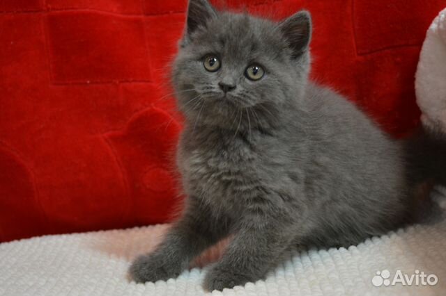 Британские котята