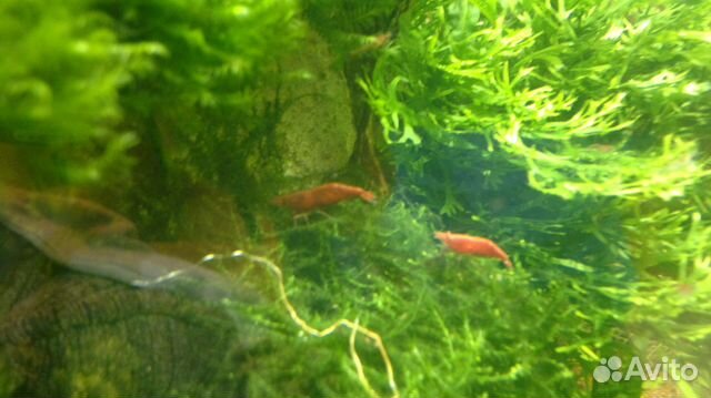 Неокаридины цветные