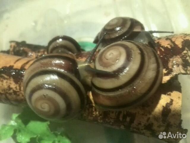 Улитки древесные Каракалусы