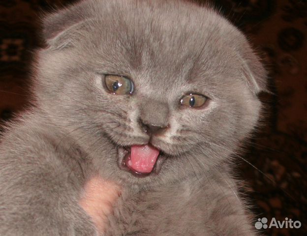 Вислоухий котик