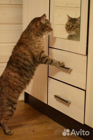 Кошка шпротик