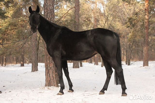 Лошади: 9 лет, 13 лет, 5 лет