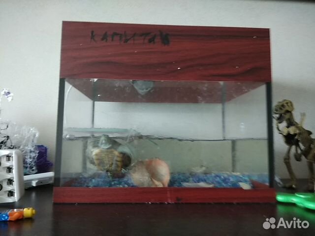 Черепашка с терариумом 2 года