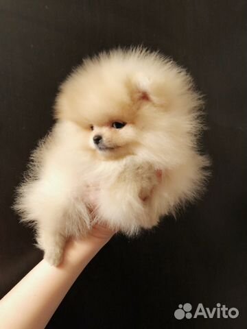 Микро помераночка