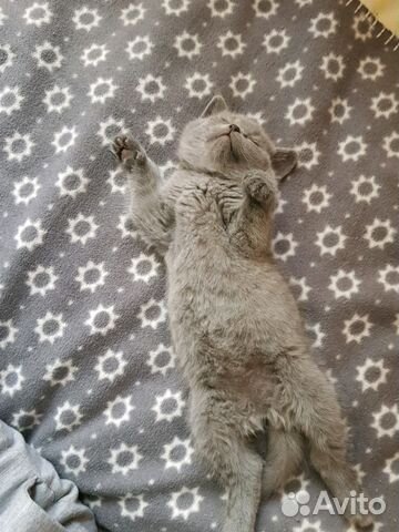 Котенок