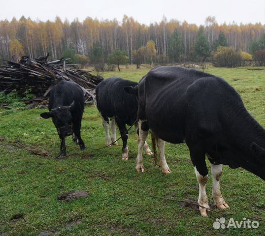 Теленок на мясо