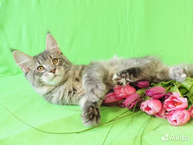 Питомник Forest Yeti предлагает девочку Breed/Show