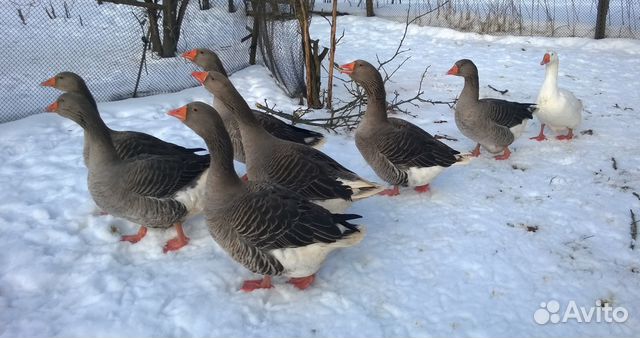 8 крупных серых гусей