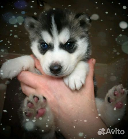 Сибирская хаски