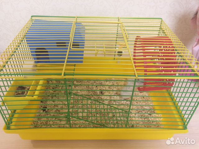 Джунгарский хомяк с домом