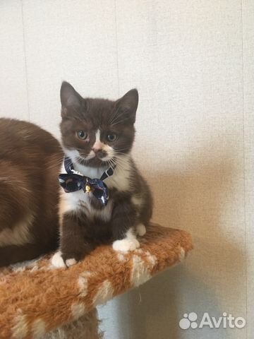 Шоколад биколор/котик