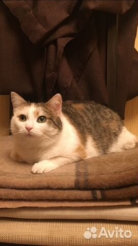 Ласковая кошка Яся ищет дом