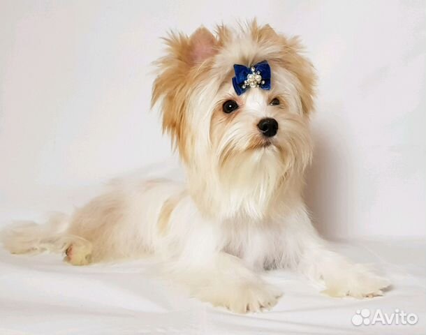 Мальчик голддаст йоркширский терьер