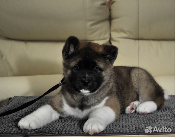 Американская акита, маленькая королева