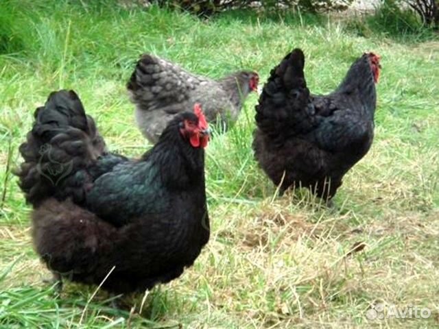 Куры несушки и цыплята