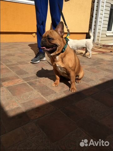 Красная девочка и соболь мальчик