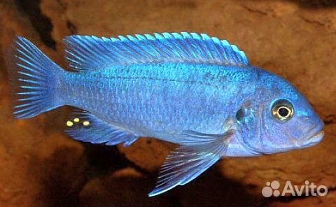 Cichlid, Cobalt Zebra (Metriaclima callainos)