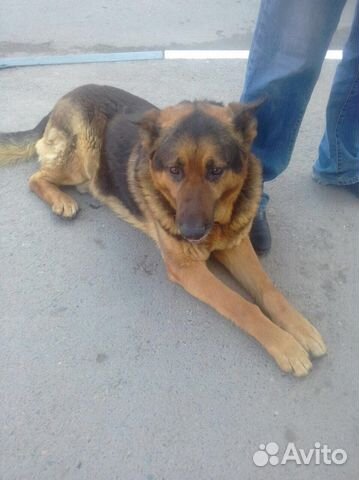 Найден кобель