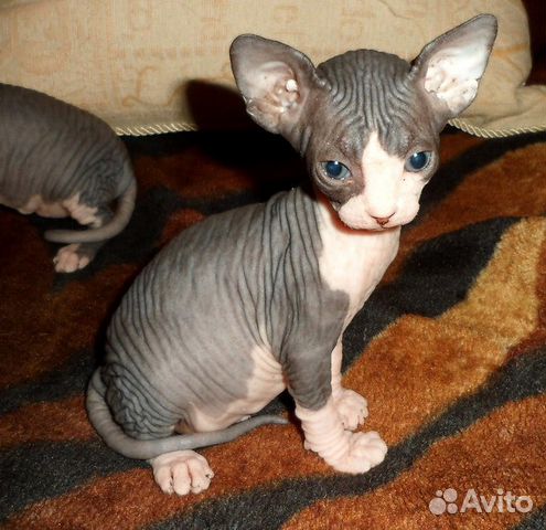 Котенок Донской сфинксик