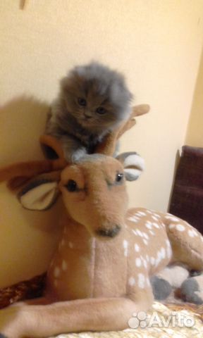 Ежики на охоте