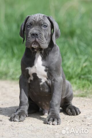 Кане корсо голубой мальчик из Питомника Чемпионов