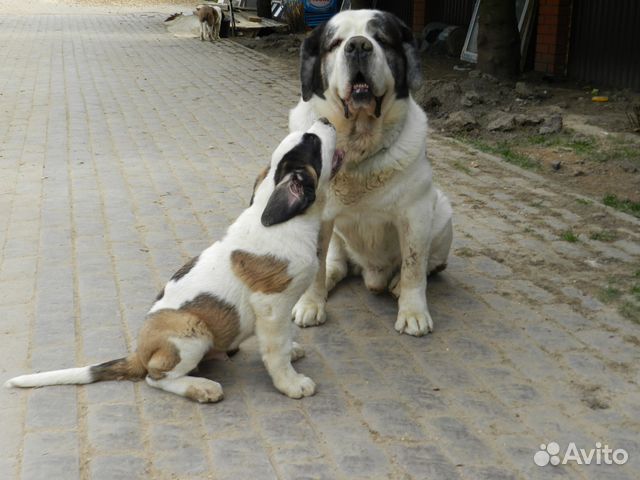 Крылатый мальчик - Сенбернар 2,5 мес