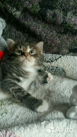 Котенок Гарри