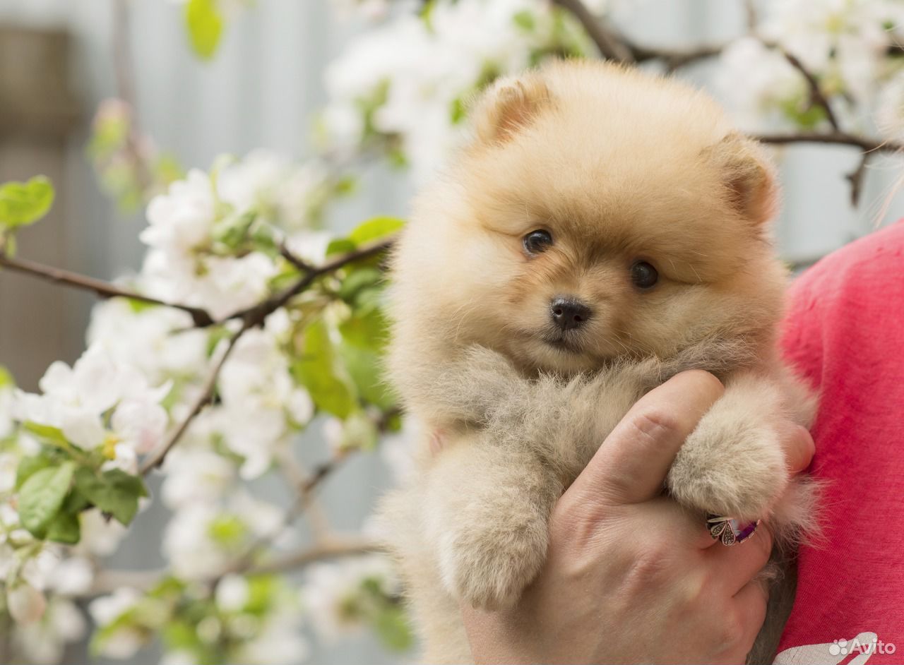 Плюшевый мальчик