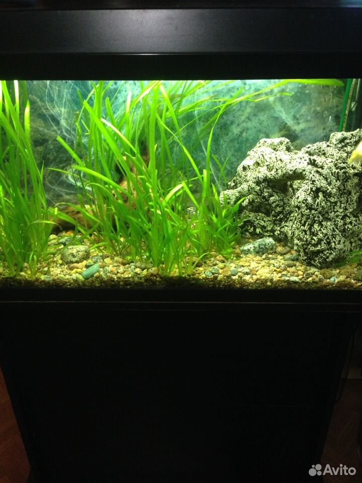 Аквариум немецкой фирмы -Juwel aquarium- 110 литро