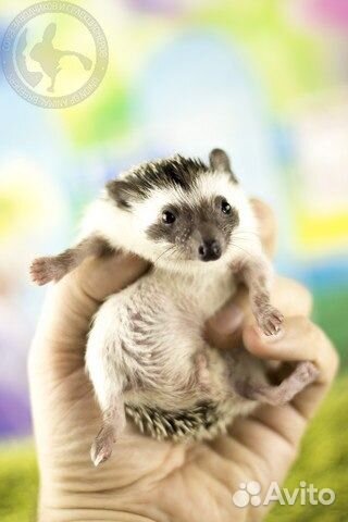 Девочка ручная африканский ежонок