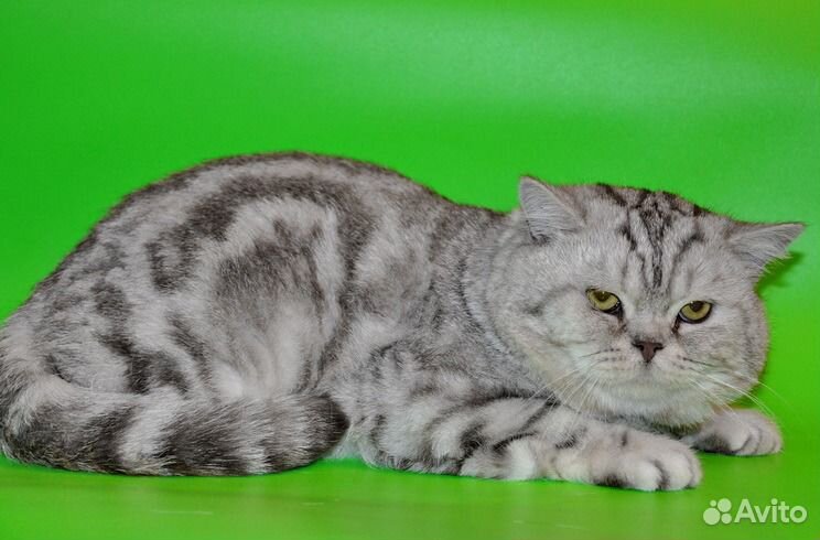 Племенной котик - вязка - продажа котят