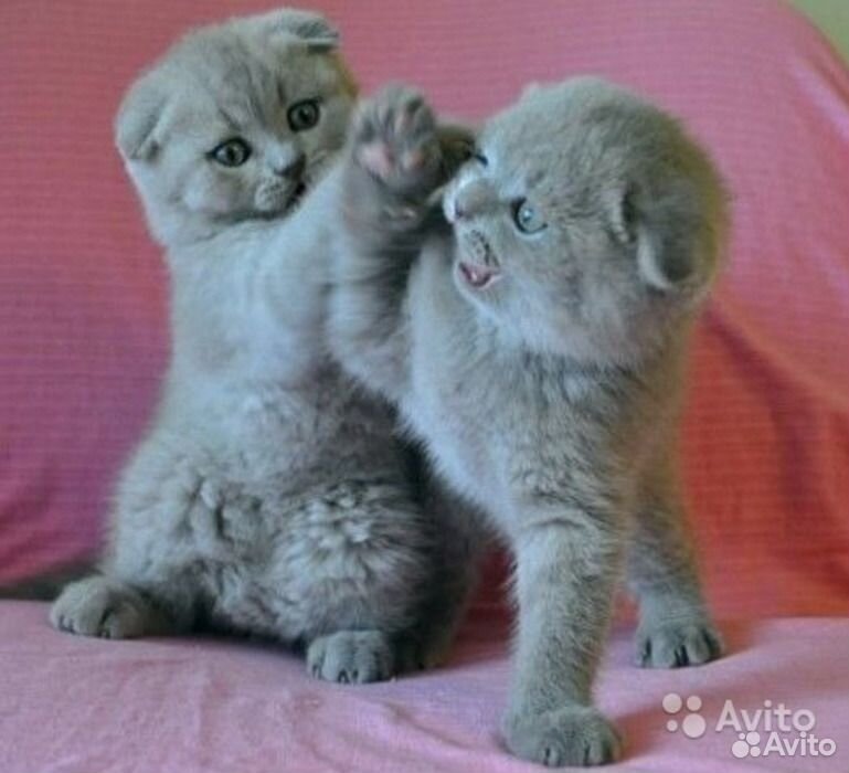 Котик Космос и девочка Селена