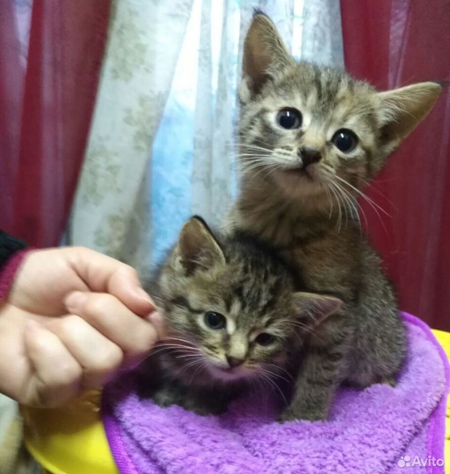 Чудесные малышки-1,5 мес.Мася и Соня-в добрые руки