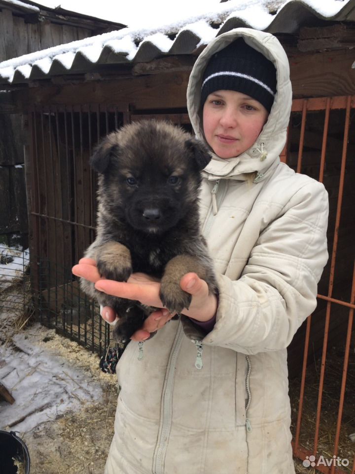 Щенки в добрые руки