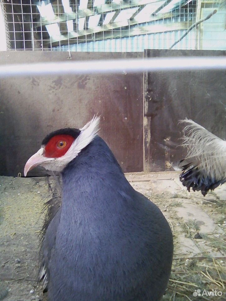 Фазаны серебряные