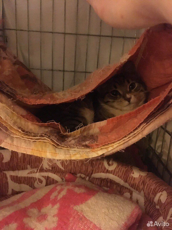 Милая кошечка Ариэль